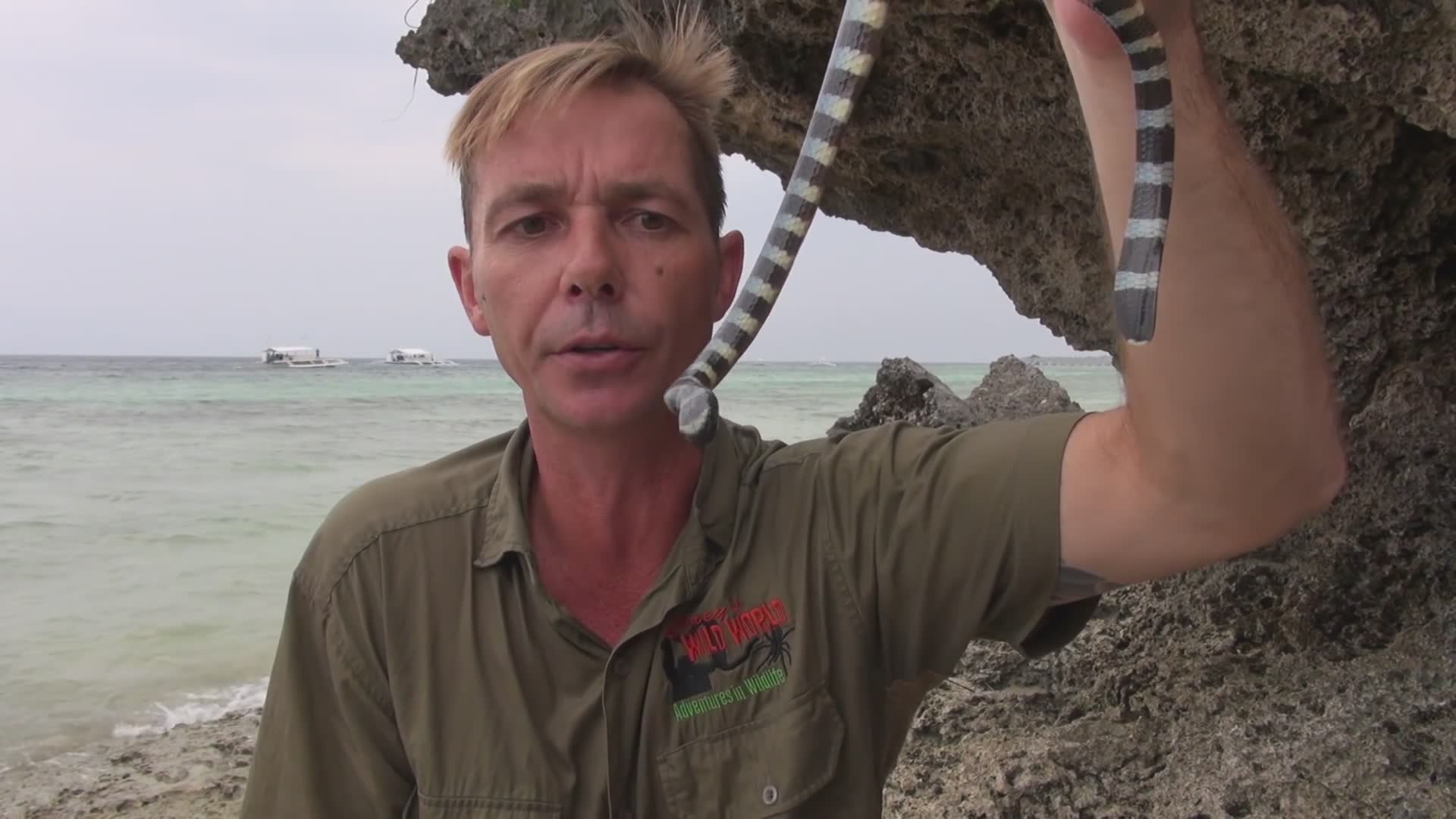 Diving for venomous snakes | Krait or sea snake discovery