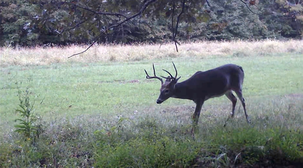Classic Deer Moments – Branch & Foot Plot Trail Cam Montage on Kentucky ...