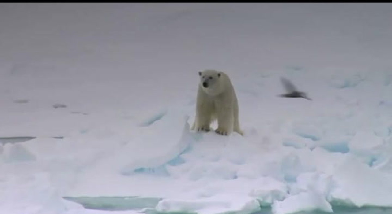 Un bestiario per gli umani: Frank Westerman nelle regioni polari
