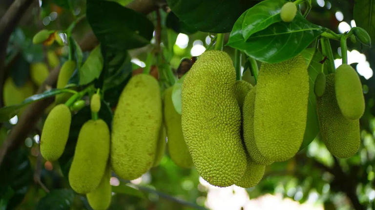 7 surprising health benefits of jackfruit seeds you need to know