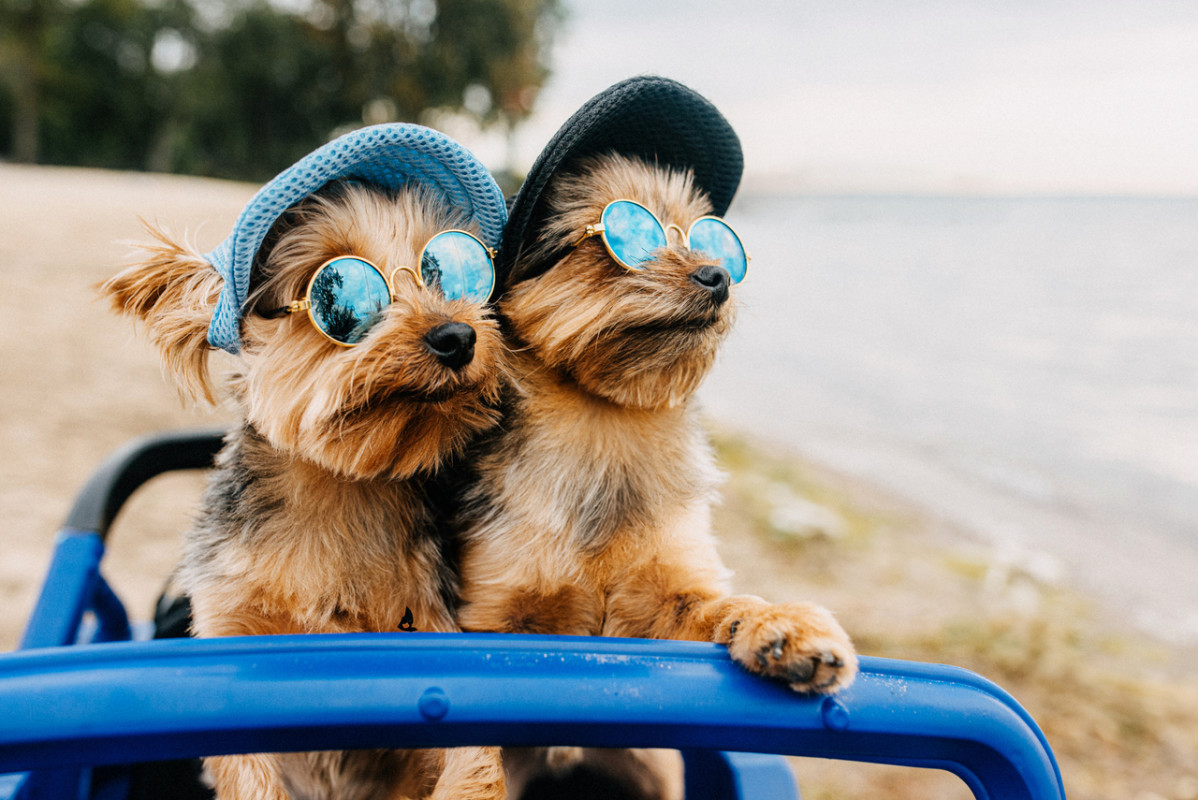 180+ Cute Yorkie Names for Your Adorable Tiny Terrier