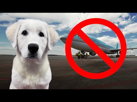 New puppy cannot fly to farm; family adapts quickly