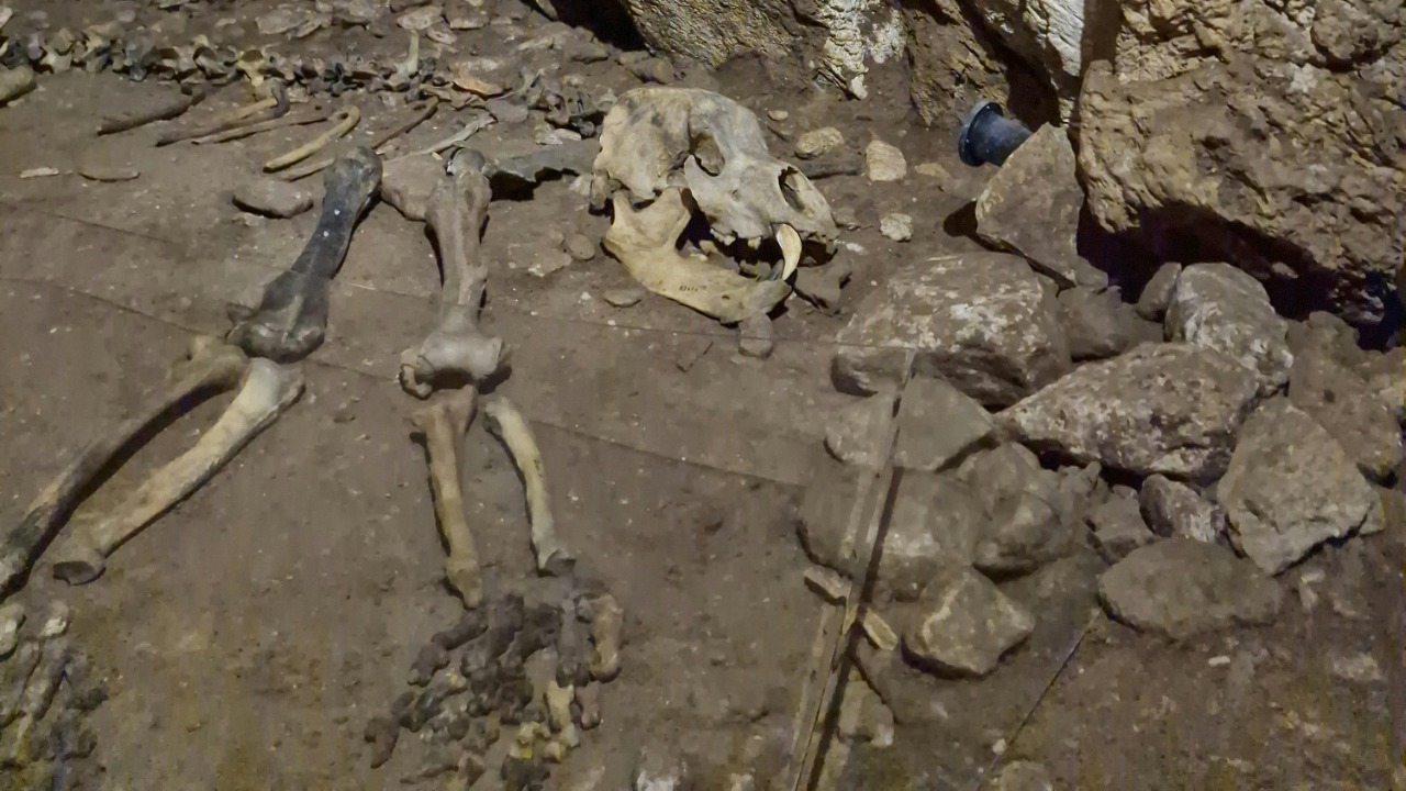 Cave bones in Norway reveal Ice Age beasts’ demise