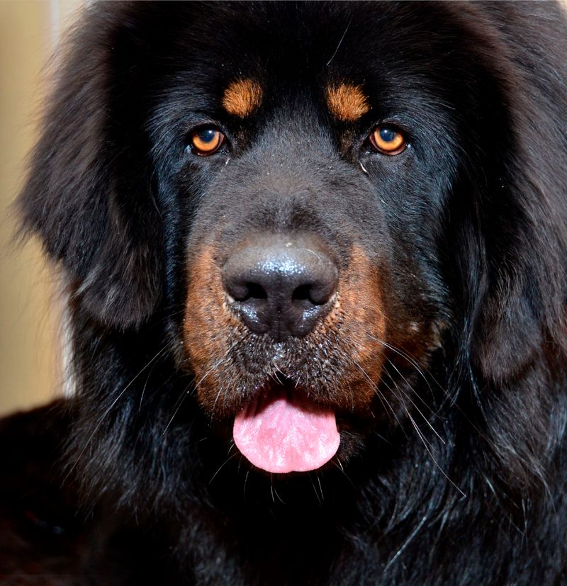 24 Most Expensive Dog Breeds and Why They Cost So Much