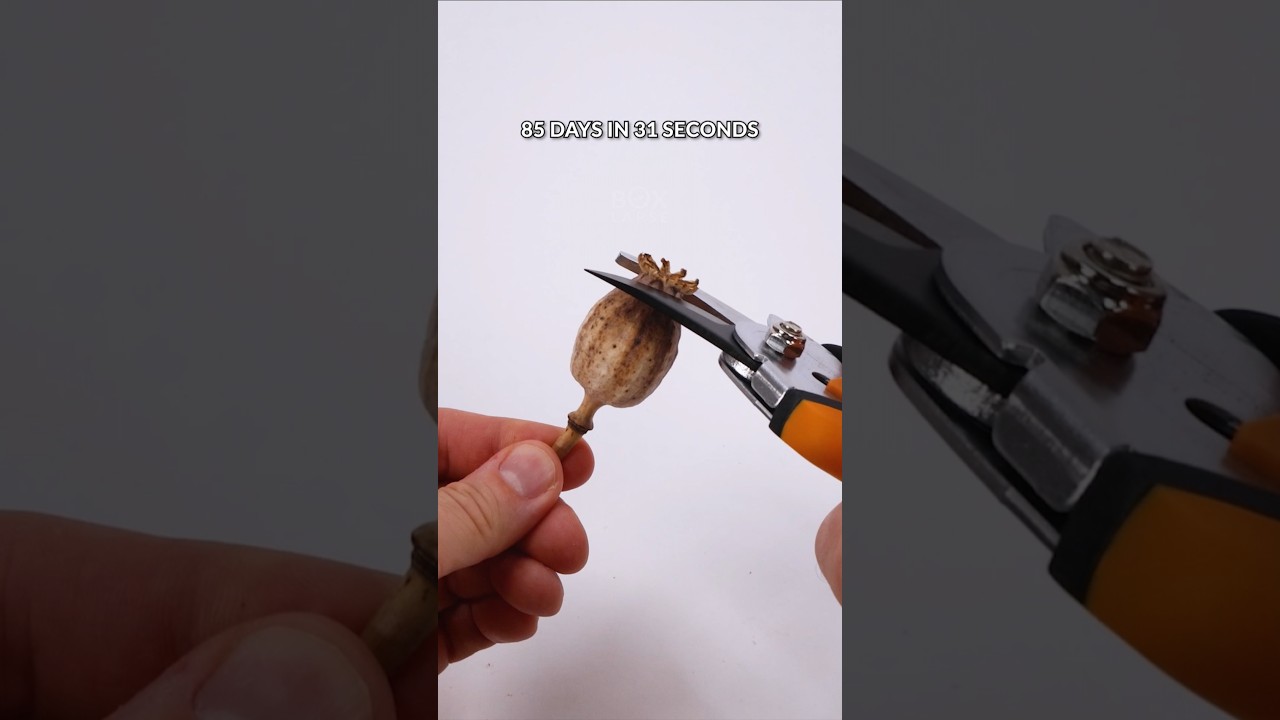 Seed to sprout in 31 seconds 🌱 | 85-day time-lapse