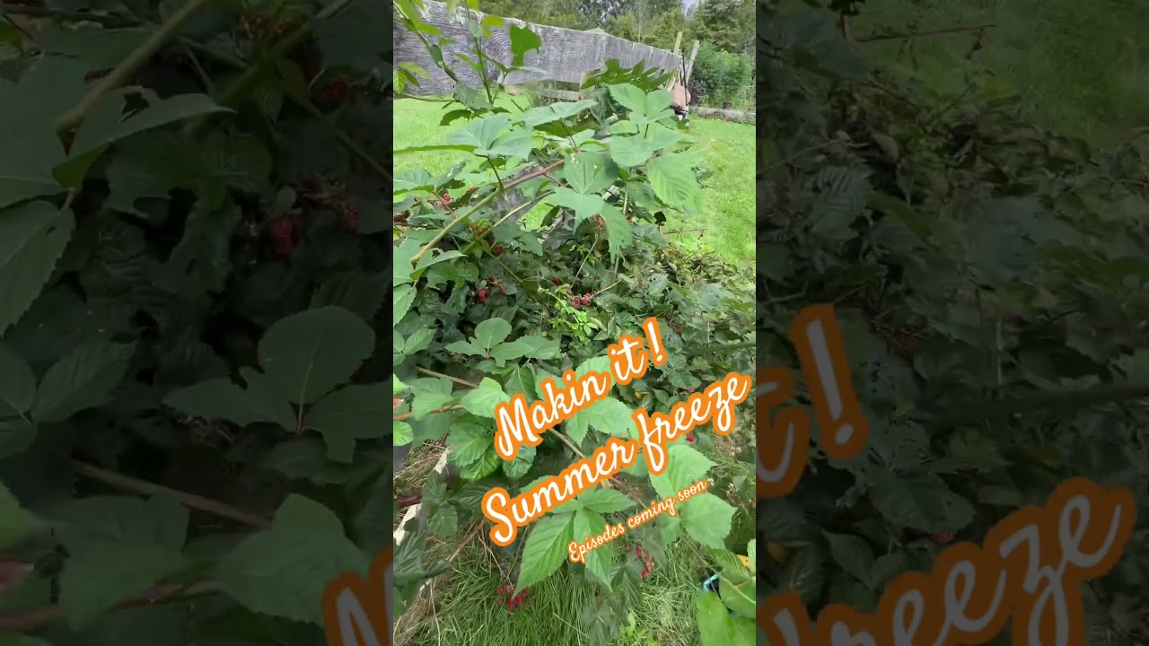 Freeze summer berries and tomatoes for later use