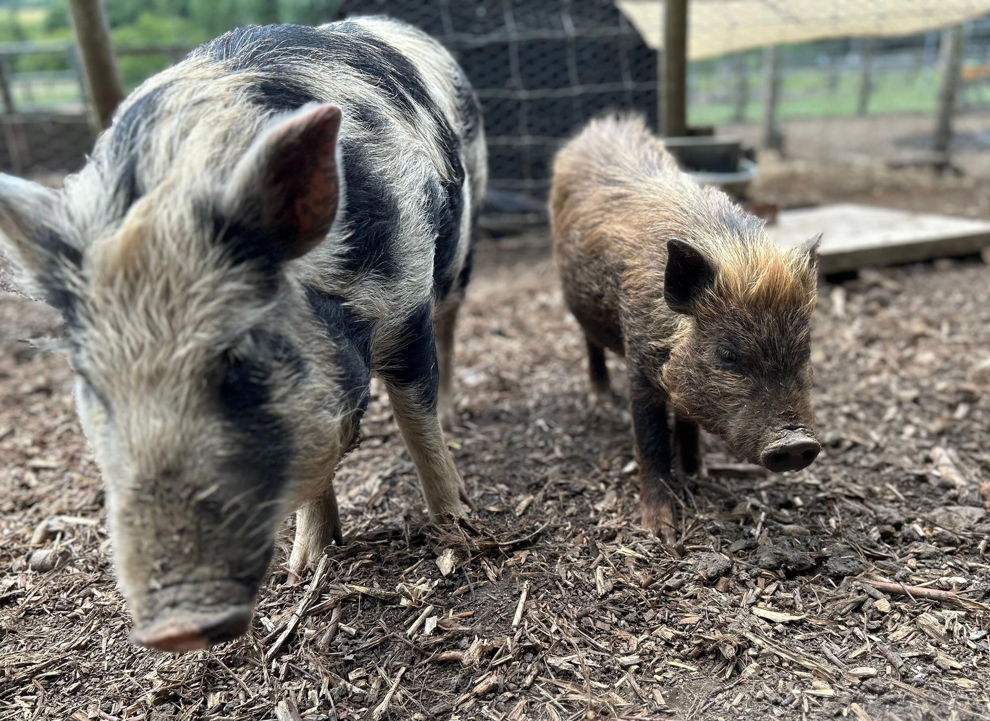 'World's smallest boar' welcomes litter of piglets on Amersham farm