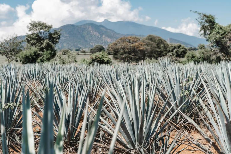 Does terroir matter in spirits? Bourbon, Scotch, and tequila say yes