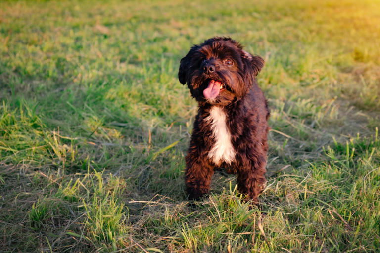 180+ Cute Yorkie Names for Your Adorable Tiny Terrier