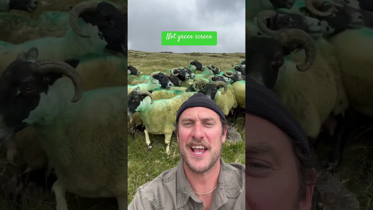 Explore rolling Irish hills with sheep dogs on the farm