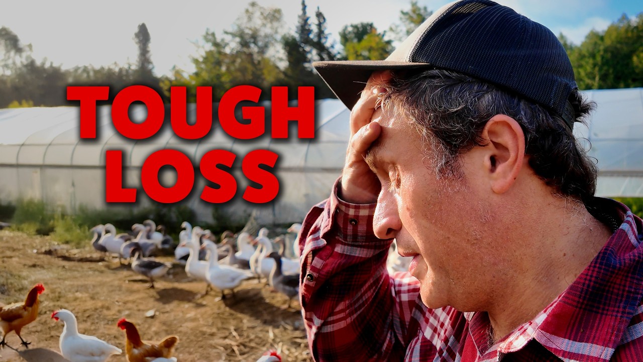 Why my favorite birds suddenly died on the farm