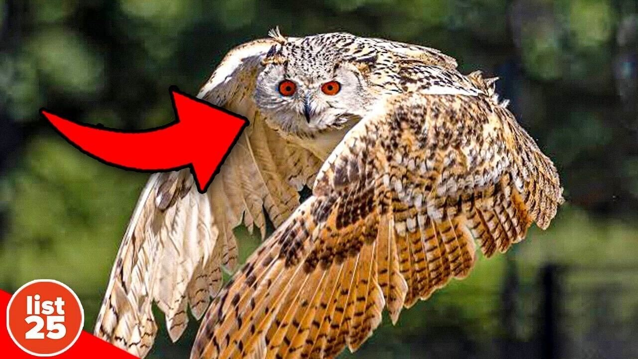 25 Fascinating Facts About Evolution of Life on Earth