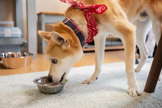 Chocolate Poisoning in Dogs and the Critical Steps That Could Save a Life