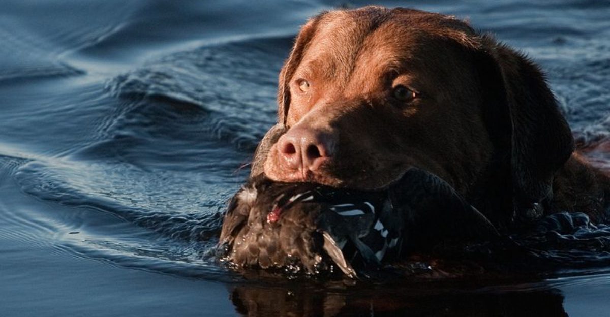 25 Bird Dog Breeds That Balance Hunting Instincts with Family Life
