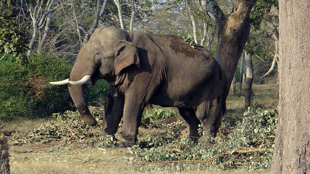 Man dies in elephant attack in Kerala's Idukki