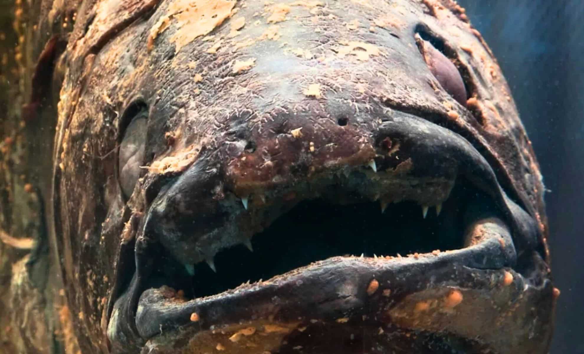 Scientists Captured the First Images of Prehistoric Fish Thought to Be ...