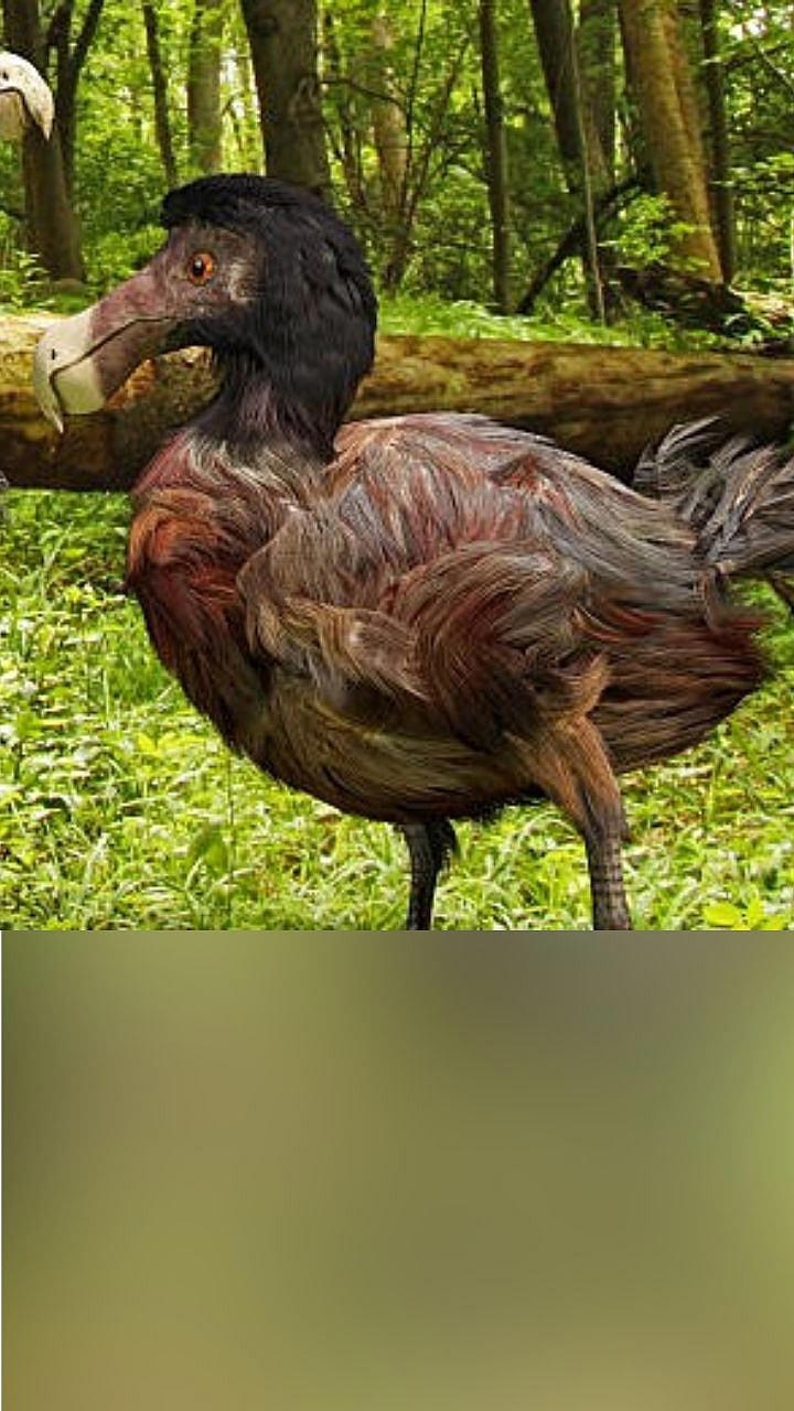 Dodo Bird Return | लुप्त झालेला 'हा' पक्षी 300 वर्षांनंतर पुन्हा दिसणार?