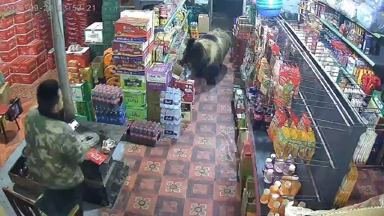 Asian black bear enters convenience store in Xizang, China