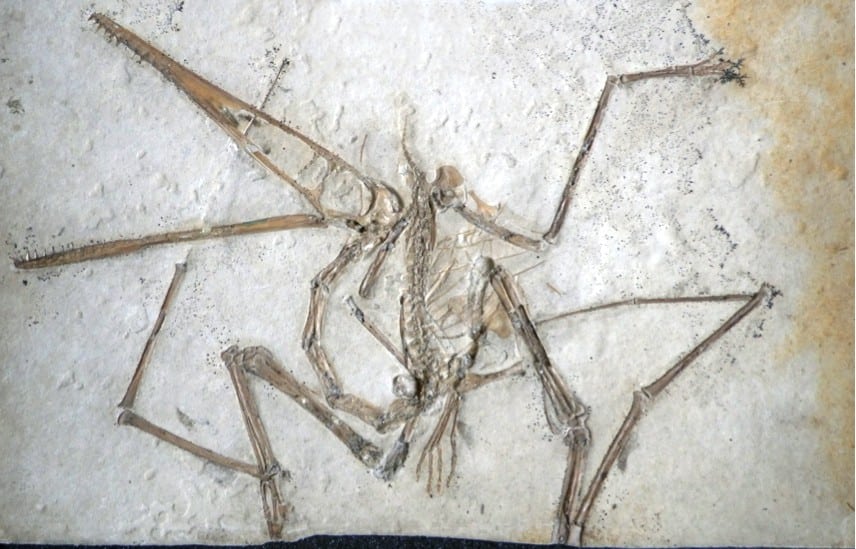 10 Flying Dinosaurs That Once Ruled the Skies