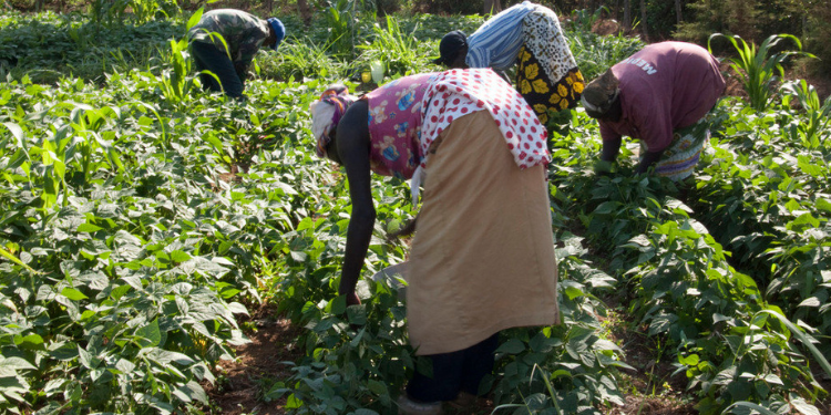 Complete Guide on How to Apply for a Forestry Permit from NEMA