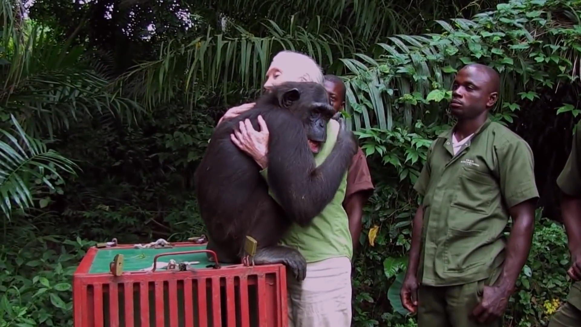 The Monkey That Refused to Leave Its Friend’s Side Caught on Camera