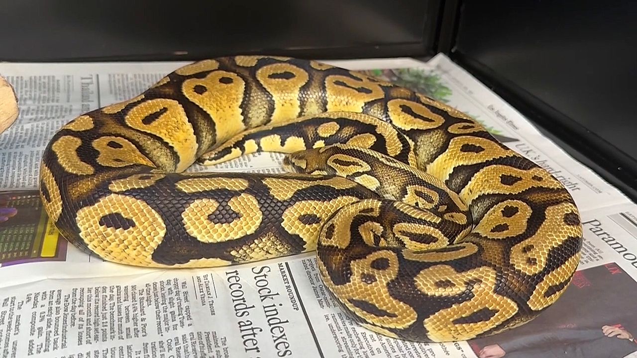 Un python disparu retrouve sa famille californienne après 7 semaines