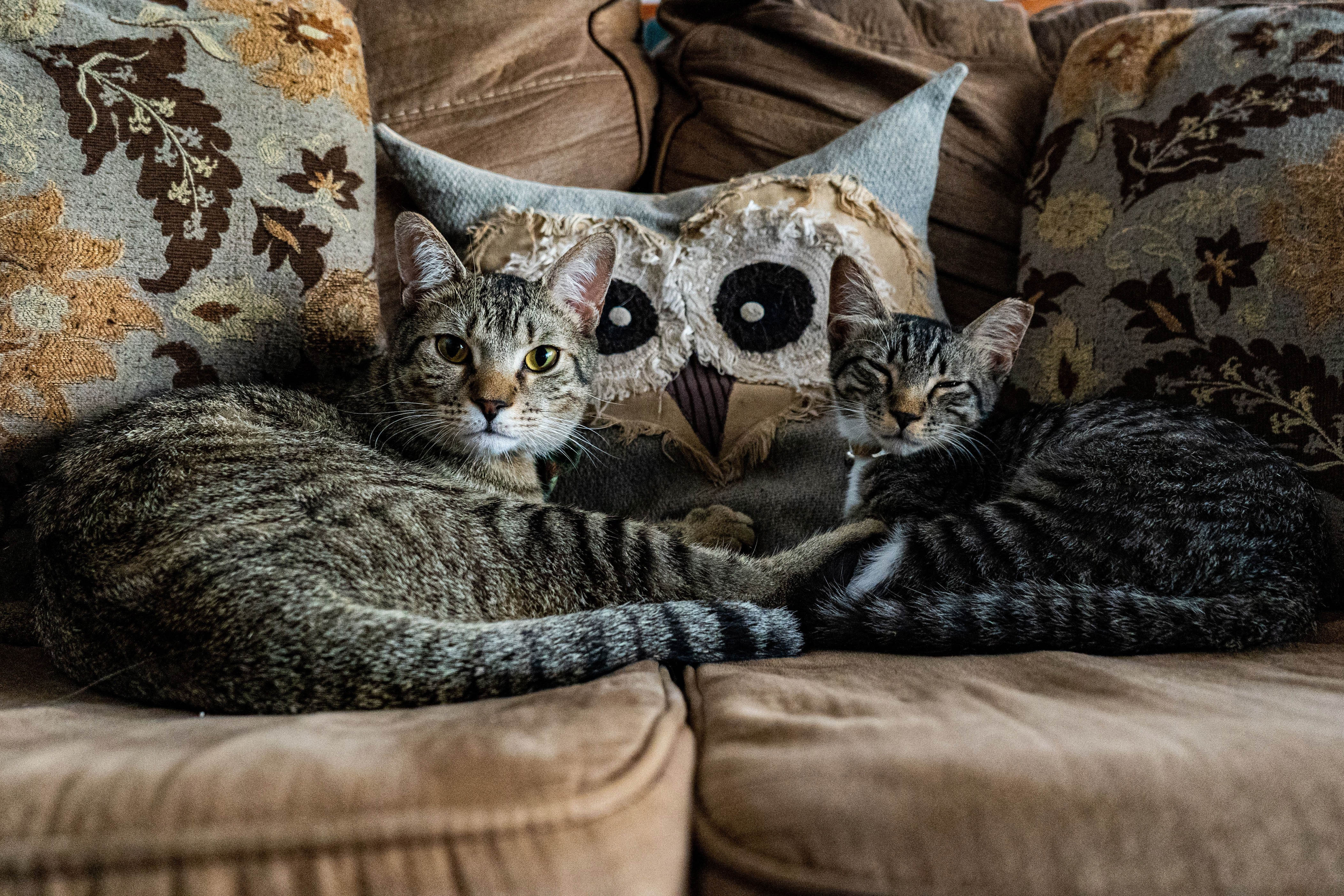 Woman finds two cats on the couch–but she only has one, and he's not there