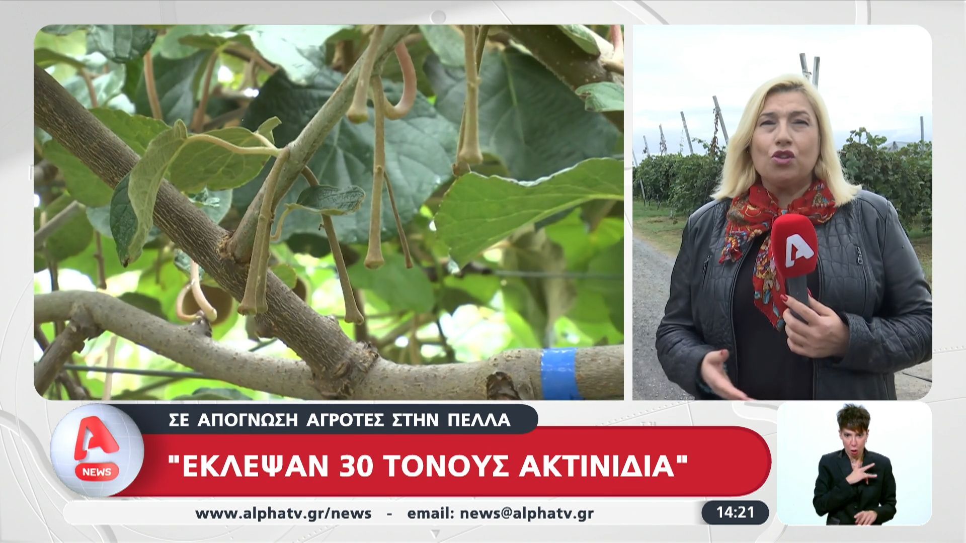 Σε απόγνωση αγρότες στην Πέλλα- "Έκλεψαν 30 τόνους ακτινίδια"
