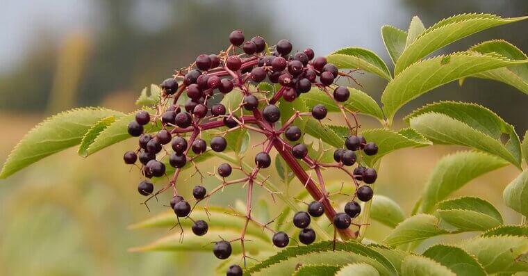 Natural Flu Remedies People Have Been Using for Centuries