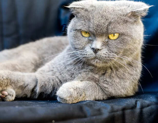 If Your Cat Scowls at You Then Don’t Ignore It