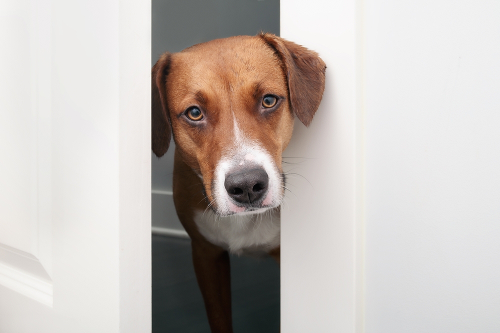 15 Pets Most Likely To Have Major Separation Anxiety