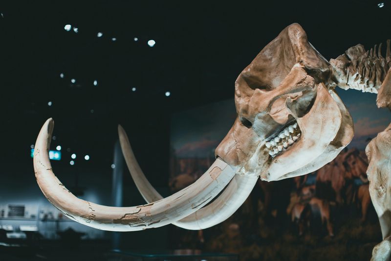 4 Giant American Animals Lost Forever And 4 That Are On The Brink Of ...