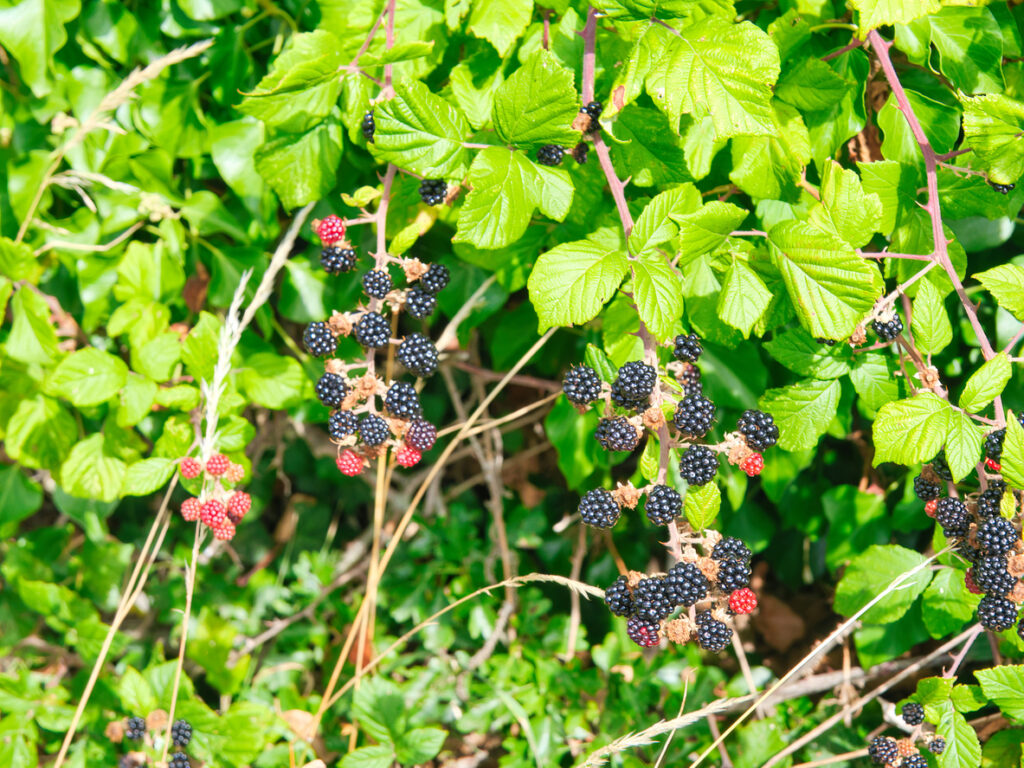 Plant These 8 Berries This Autumn For A Fruitful Garden