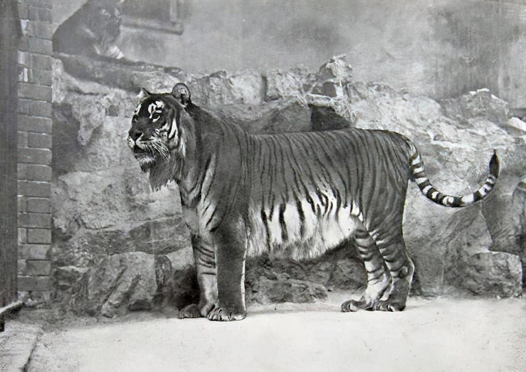 The 530-pound tiger the Soviet Union drove to extinction