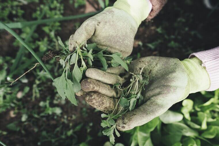 Identify and Manage the Most Common Garden Weeds