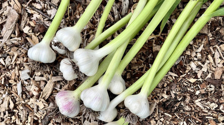 Here's How Many Cloves You'll Find In A Typical Head Of White Garlic