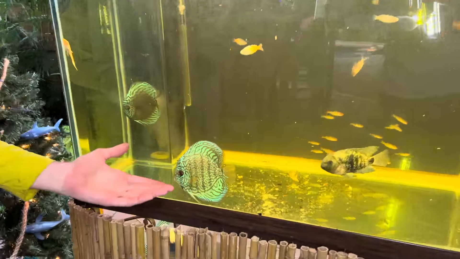 Netting Wild Aquarium Fish For My New Tank