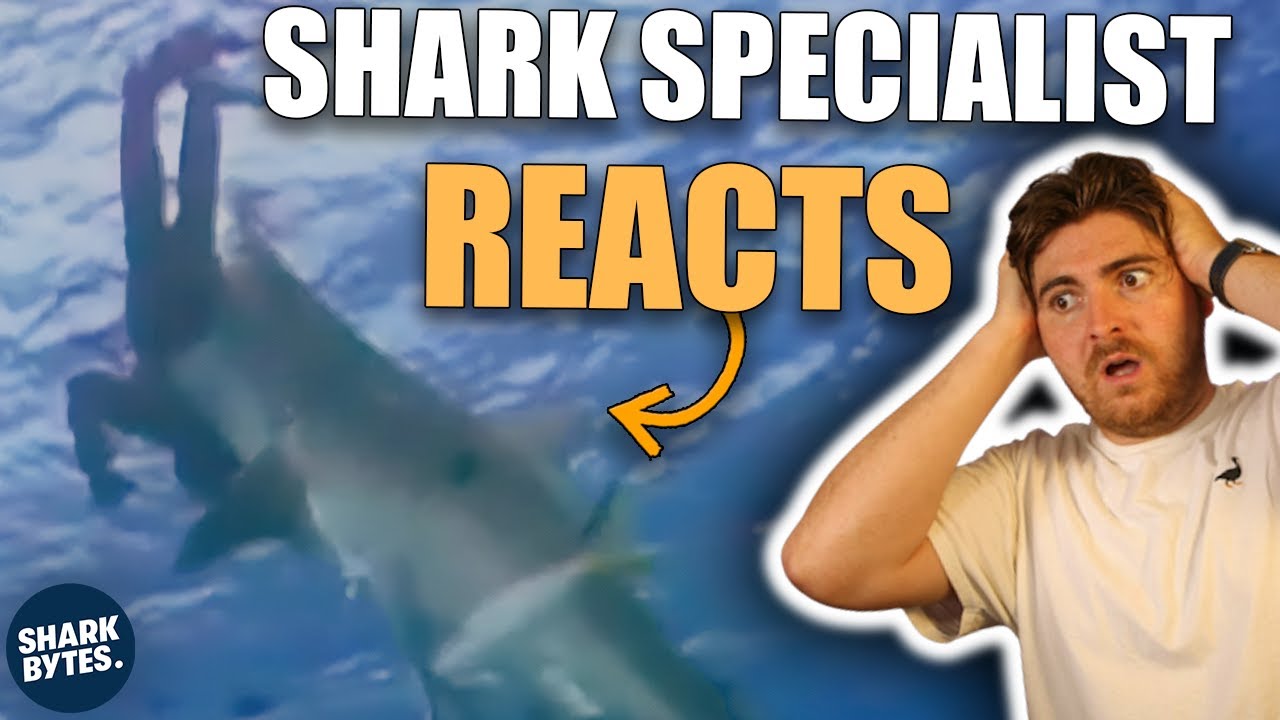 Terrifying Shark Encounters Caught On Camera