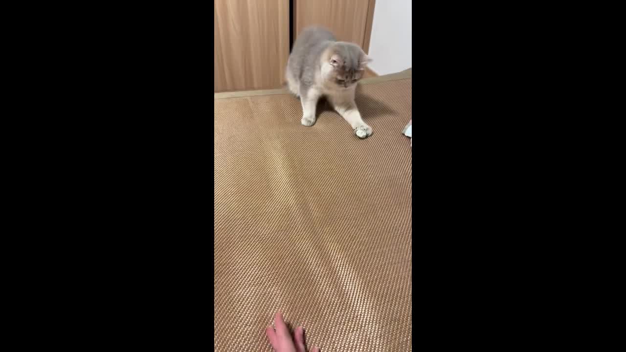 British Shorthair cat plays paper ball game in Fujian, China
