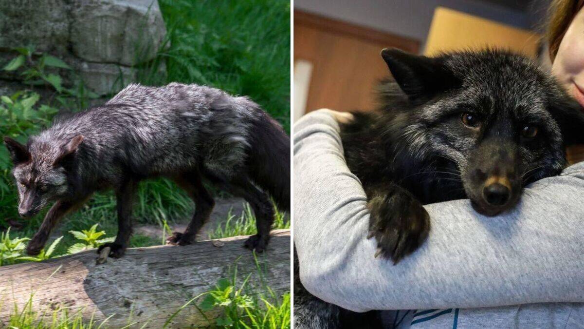 Couple calls for help after spotting a mysterious creature in their yard