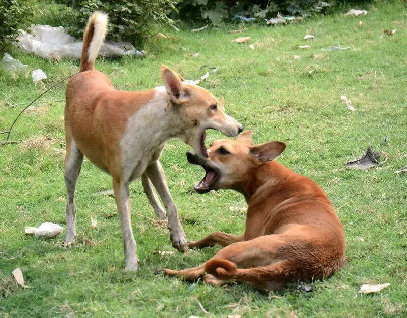Amid rising stray bites, rabies drug shortage hits Telangana govt hospitals