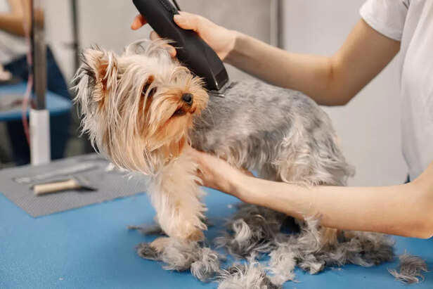 Dog Grooming at Home: Tools, Techniques, and Mistakes to Avoid