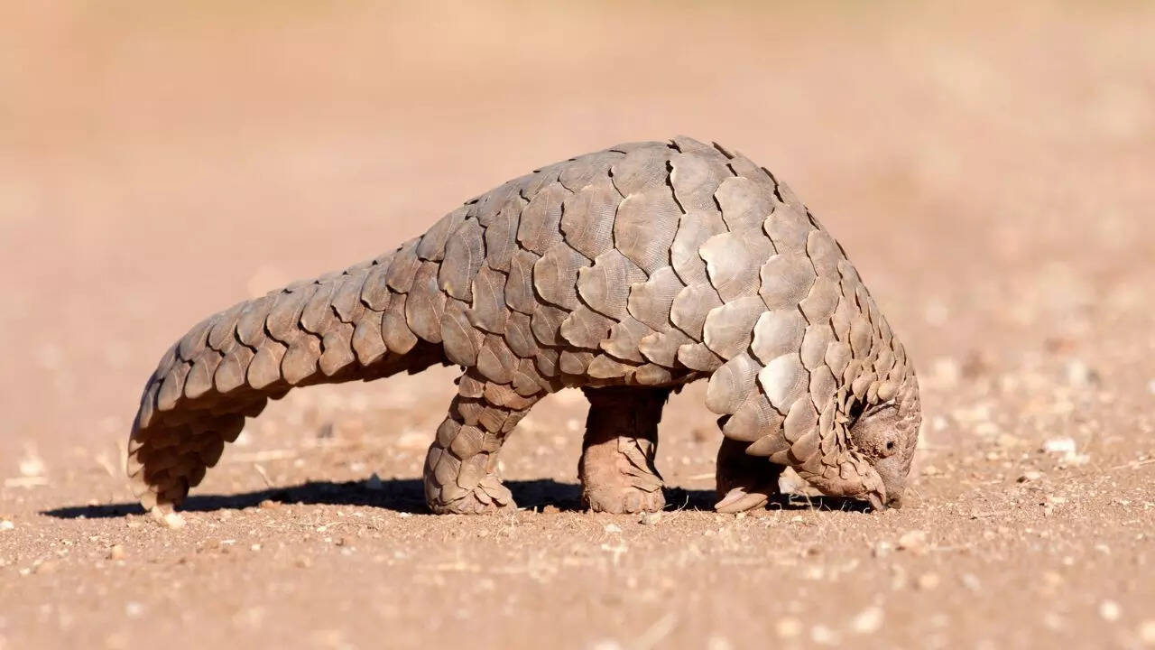 Toothless wonders: 10 amazing animals that thrive, hunt, and survive ...