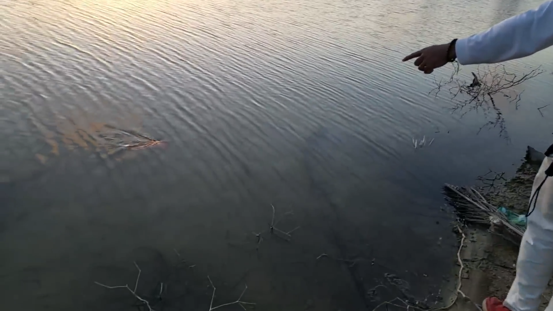 The Fish That Always Finds Its Way Home