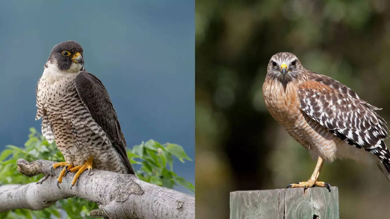 Falcon vs hawk differences explained: 8 key traits to easily tell them ...