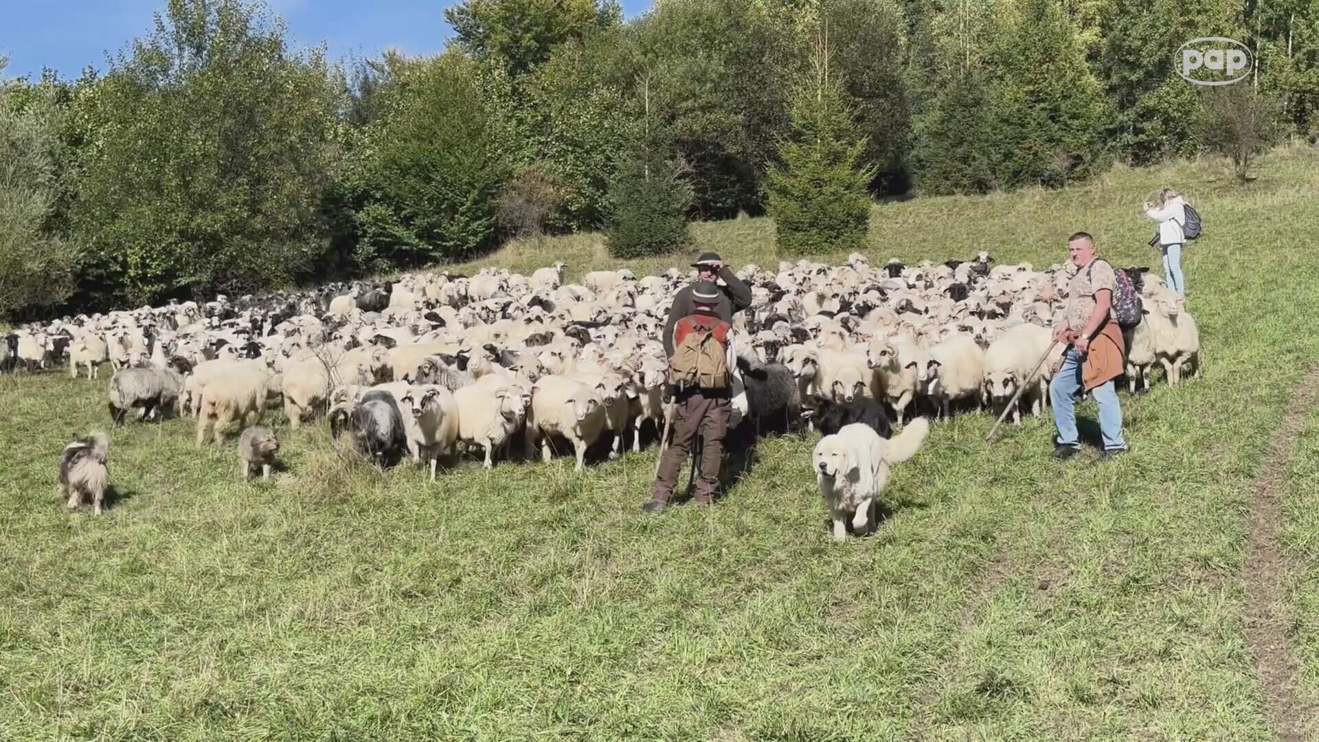 Owce wróciły z hal. Redyk jesienny w Ochotnicy Dolnej