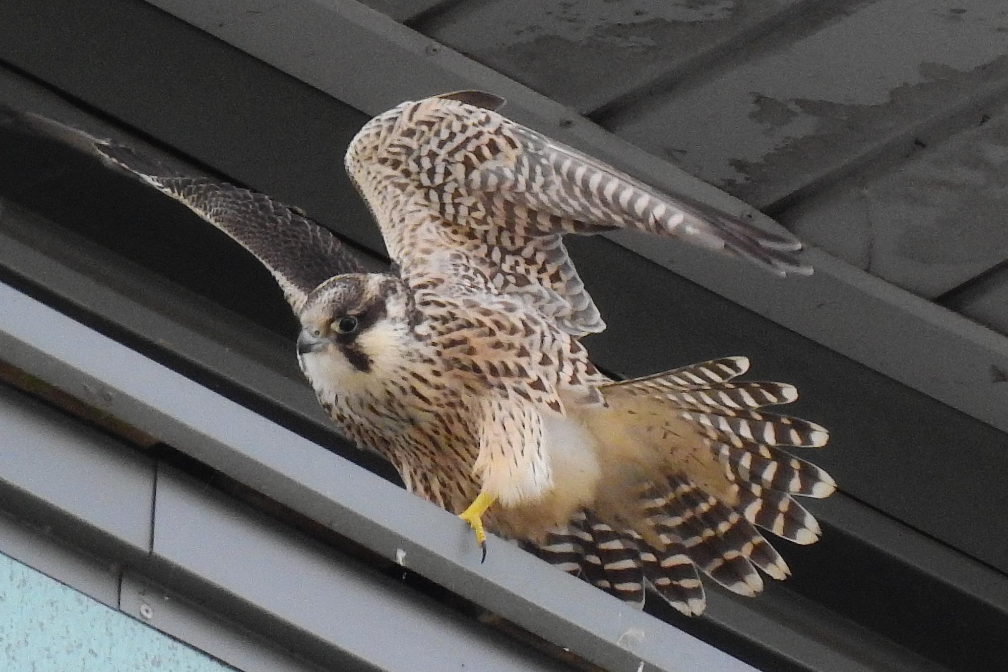 Peregine falcon chick hatches at Burnley's St Peter's Health Centre for ...