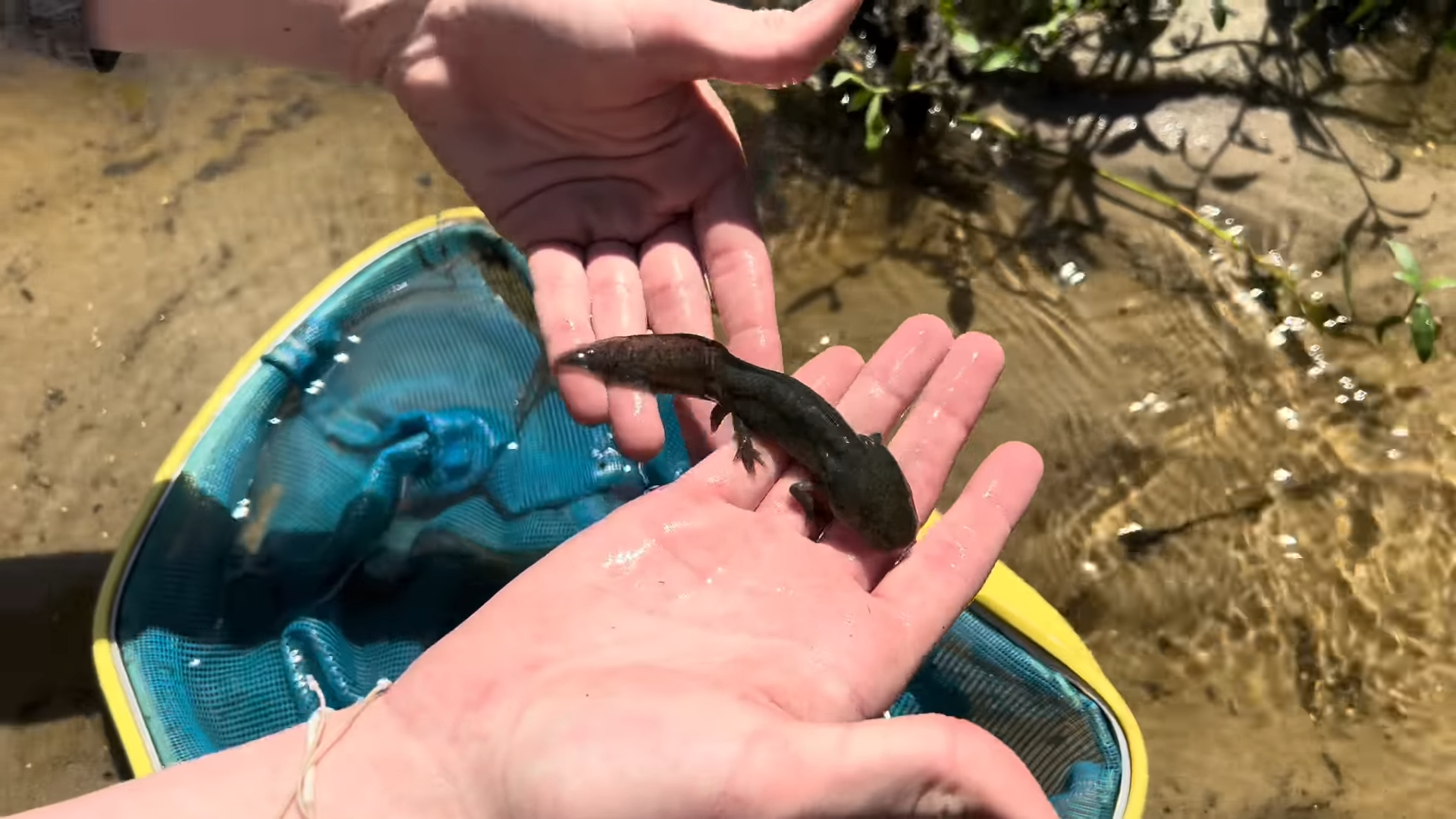 How One Man Catches Wild Axolotls In The Wild