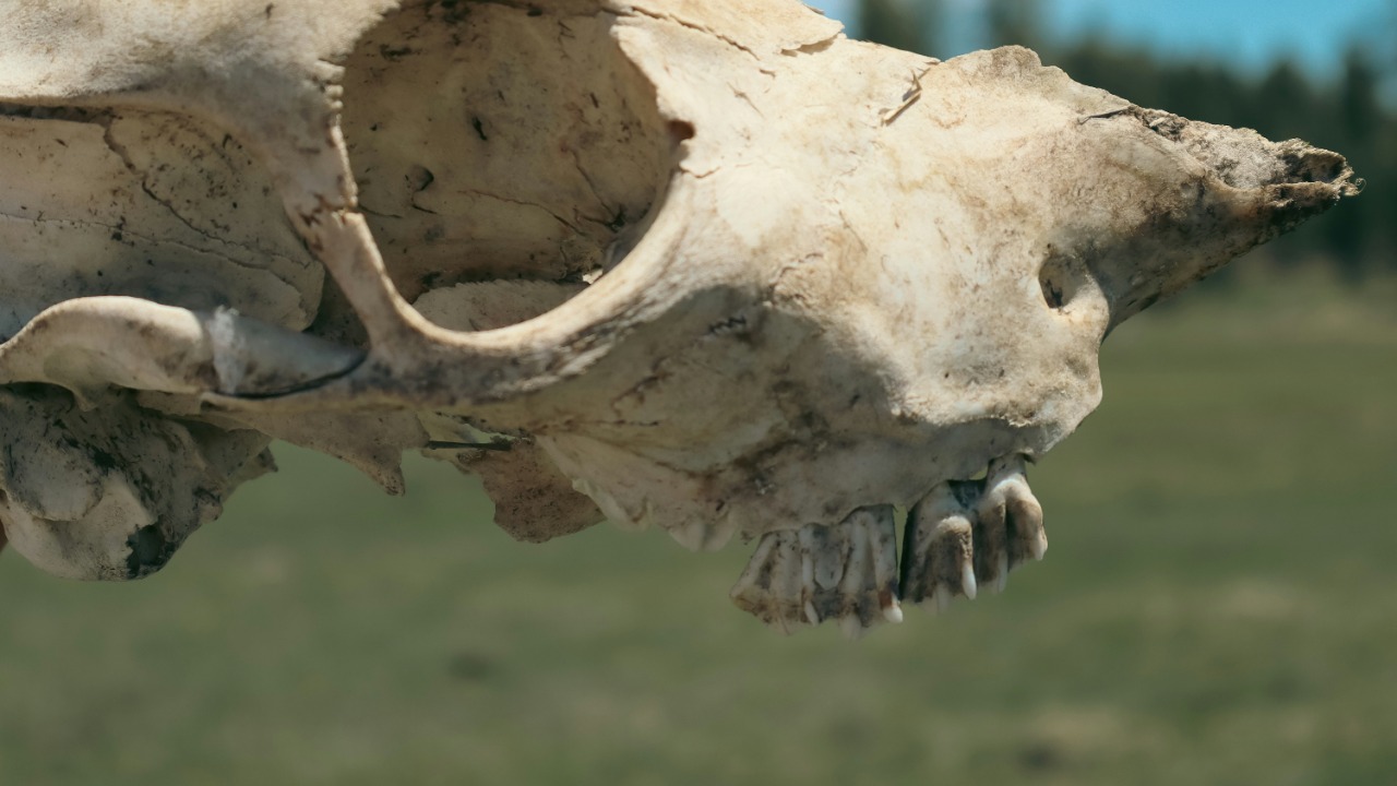 Giant prehistoric species unearthed in Russian quarry