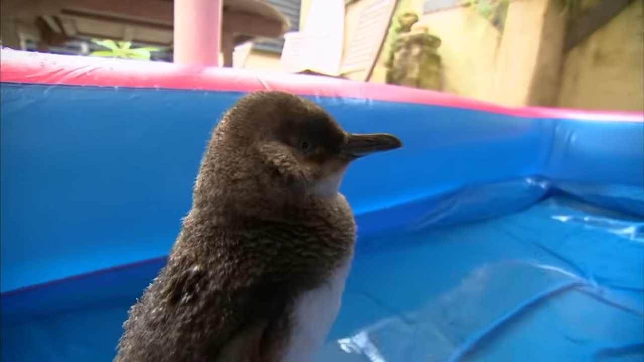 Vet helps starving penguin found on the beach